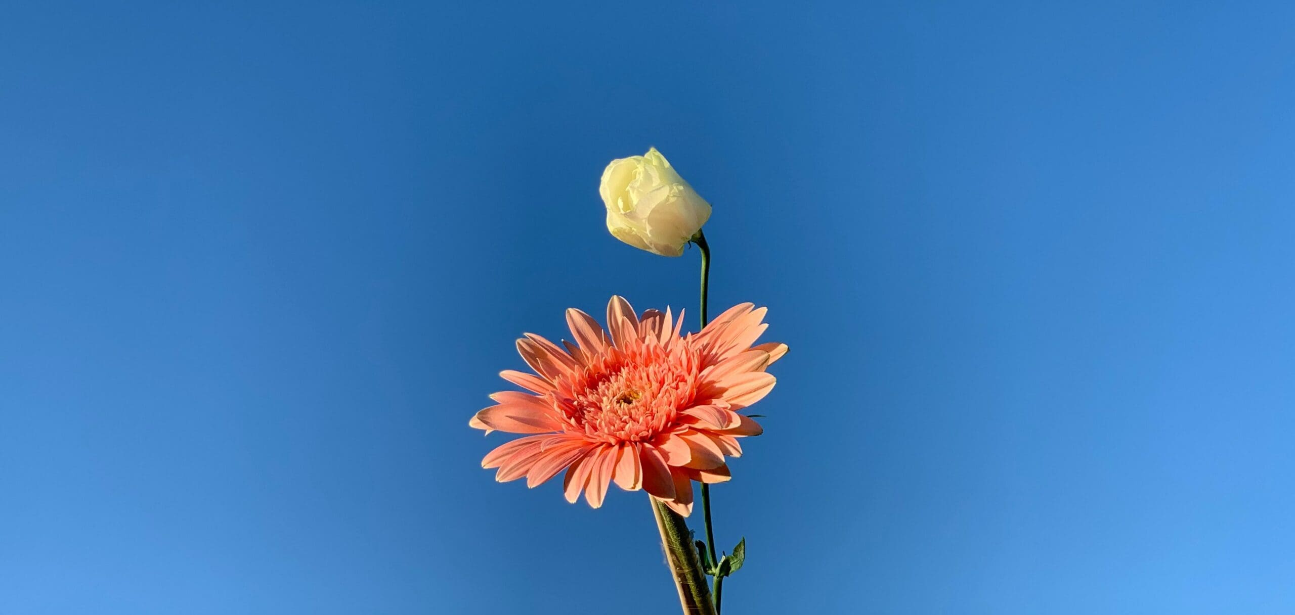 WriteWell Community | Courses | Professional Writing Academy